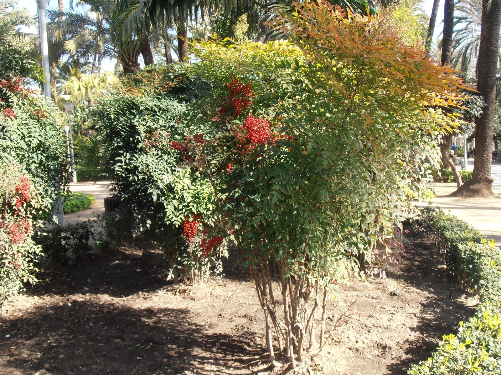 NANDINA: Nandina domestica | Plantas rioMoros