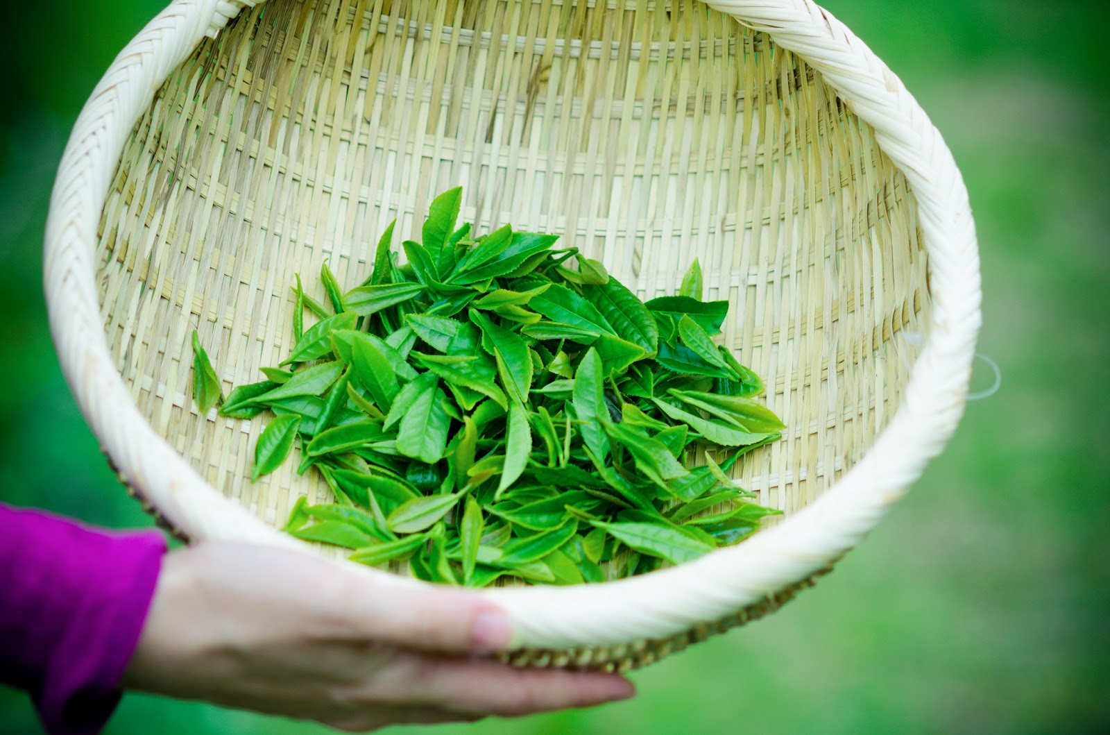 Green Tea Fields in Boseong | 10 Pictures in Pohang