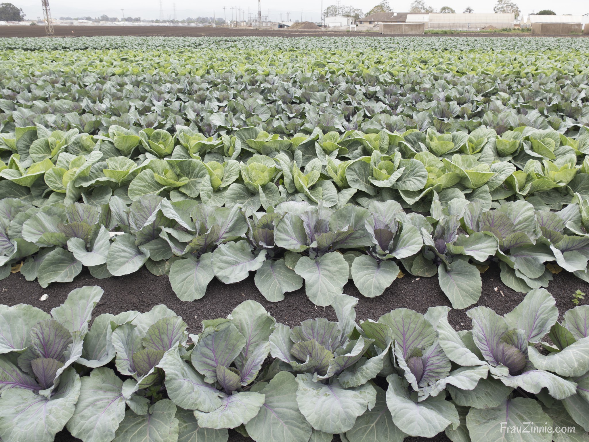 Salinas showcases cool-weather crops for home gardener | Frau Zinnie