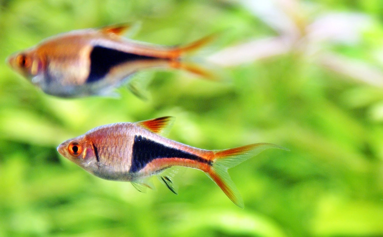 Ikan Rasbora - Perumperindo.co.id