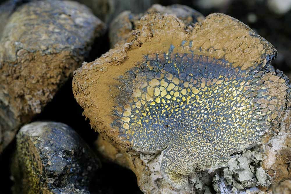 Funghi Teramani: Pisolithus arhizus (Pers.) Rauschert