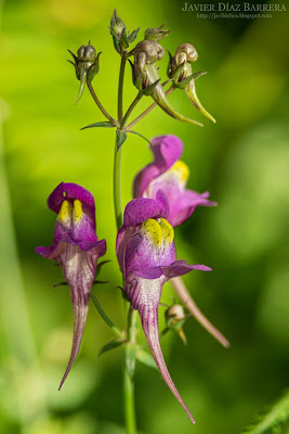 Bichos y plantas de León: Linaria triornithophora