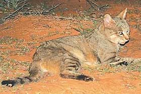 animal species: WILD CAT