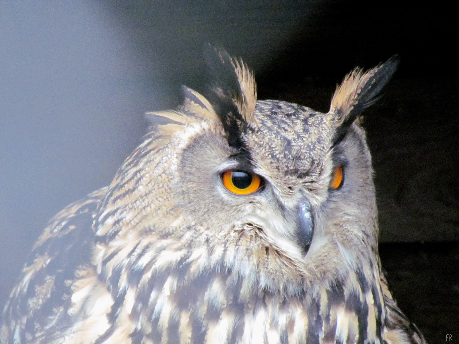 Comme un battement de cils: Hibou Grand Duc