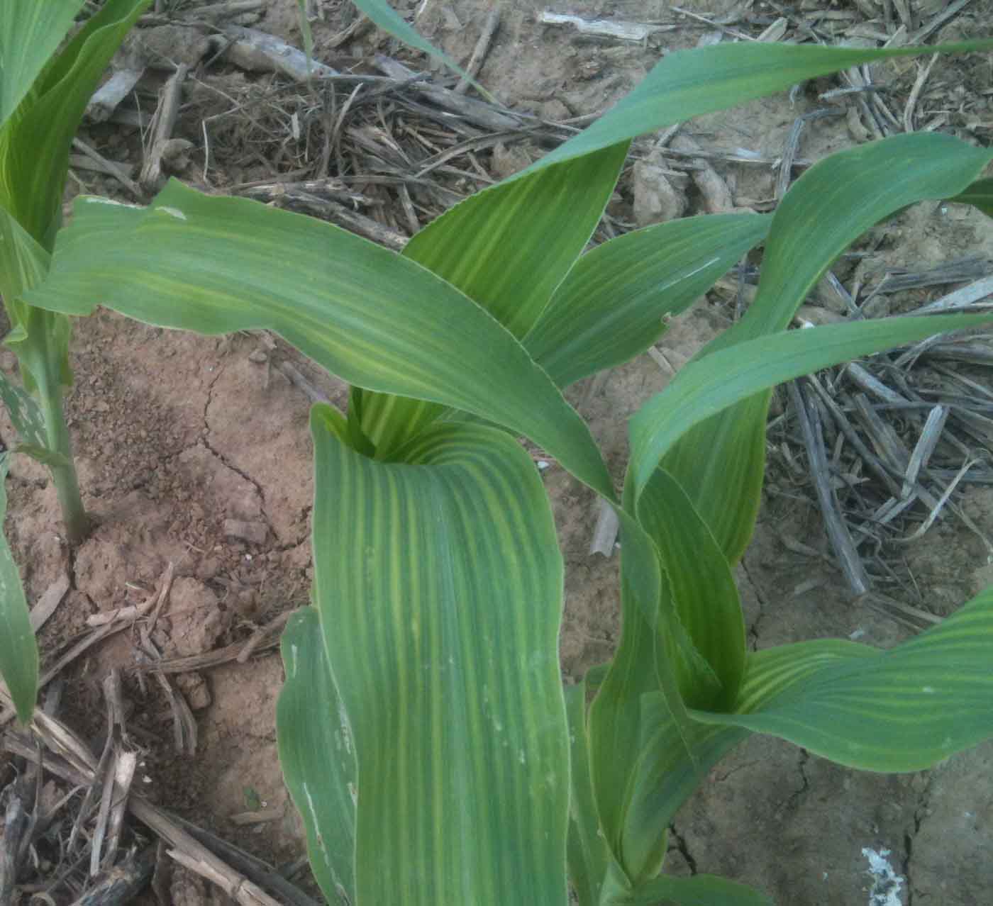 Grain Crops Update: Early Season Corn Nutrient Deficiencies and ...