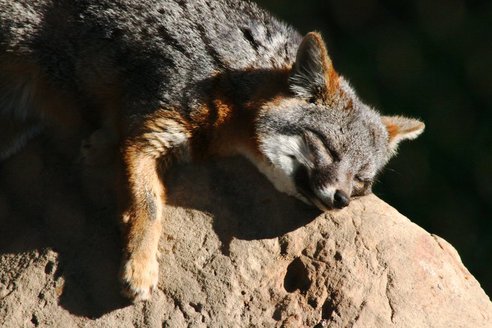 White Wolf : Dwarf foxes make an incredible recovery from near extincton
