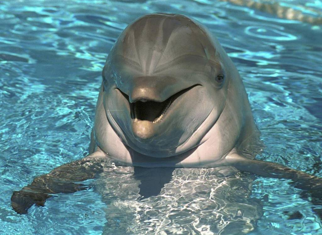 Beautiful Dolphin Wallpapers