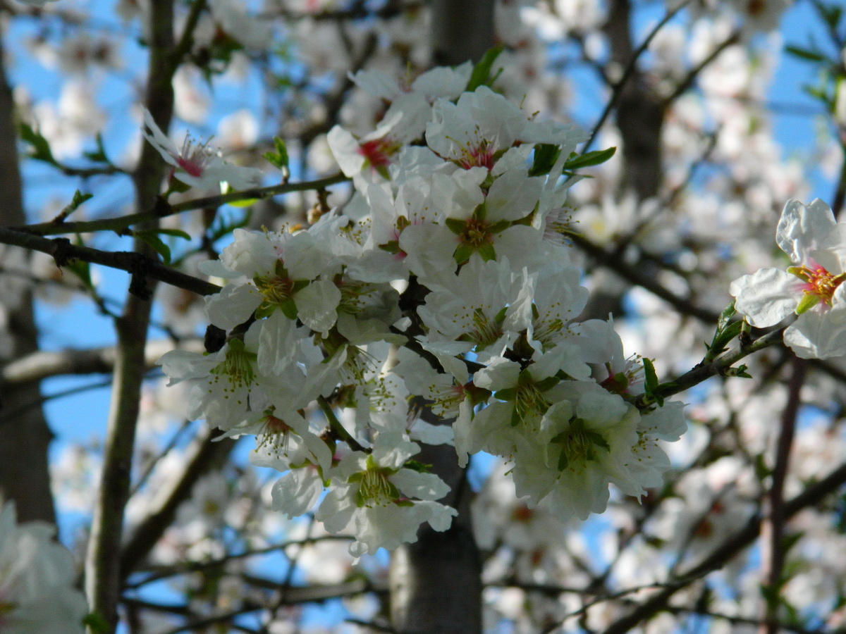 LA MULTI ANI, ROMANIA!: Un migdal inflorit