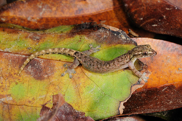 Fiji Tropical Dry Forest: Herpetofauna (terrestrial)