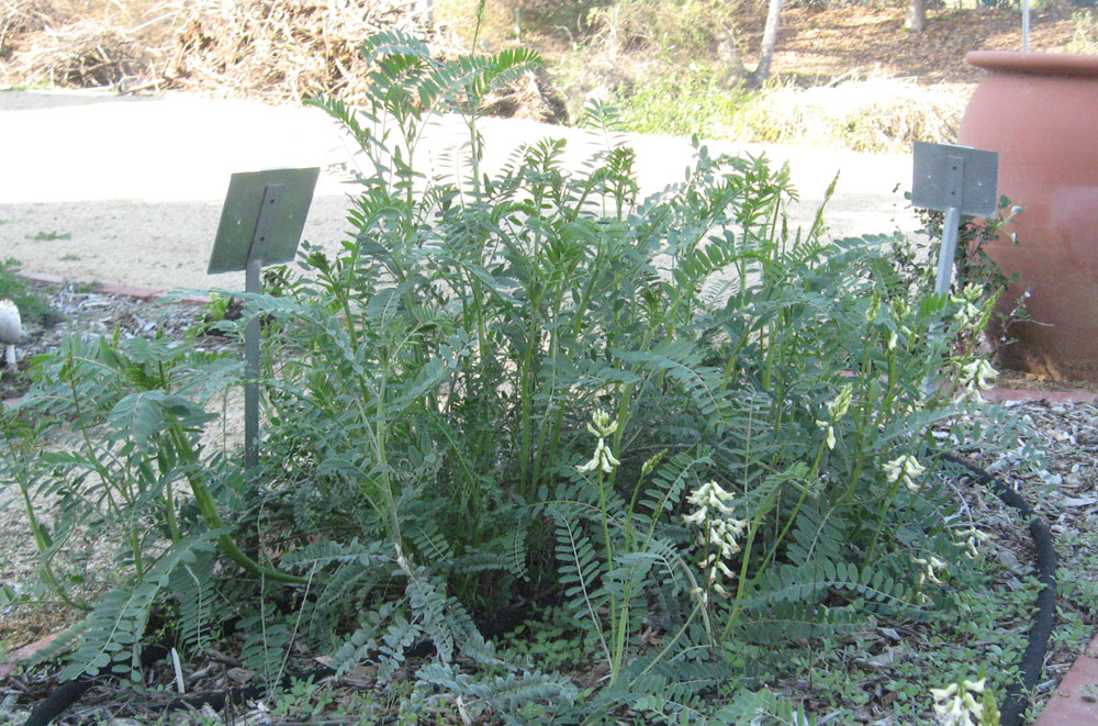 Mother Nature's Backyard - A Water-wise Garden: Plant of the Month ...