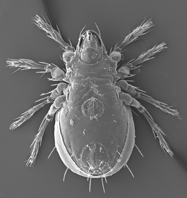 One species a day: A new moss mite: Zealandozetes southensis