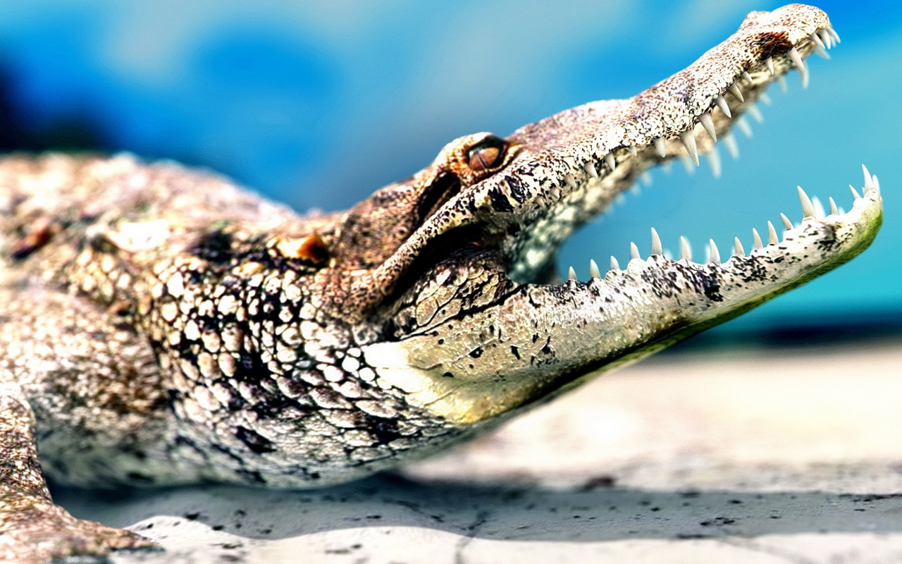 WildLife: Alligator new HD Wallpapers 2012