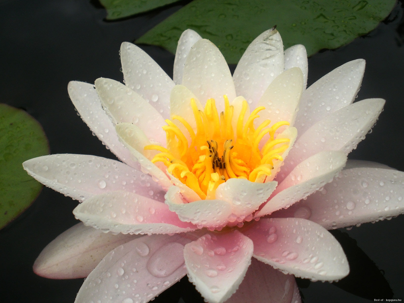 Aminteste-ti de tine...: Floarea de lotus