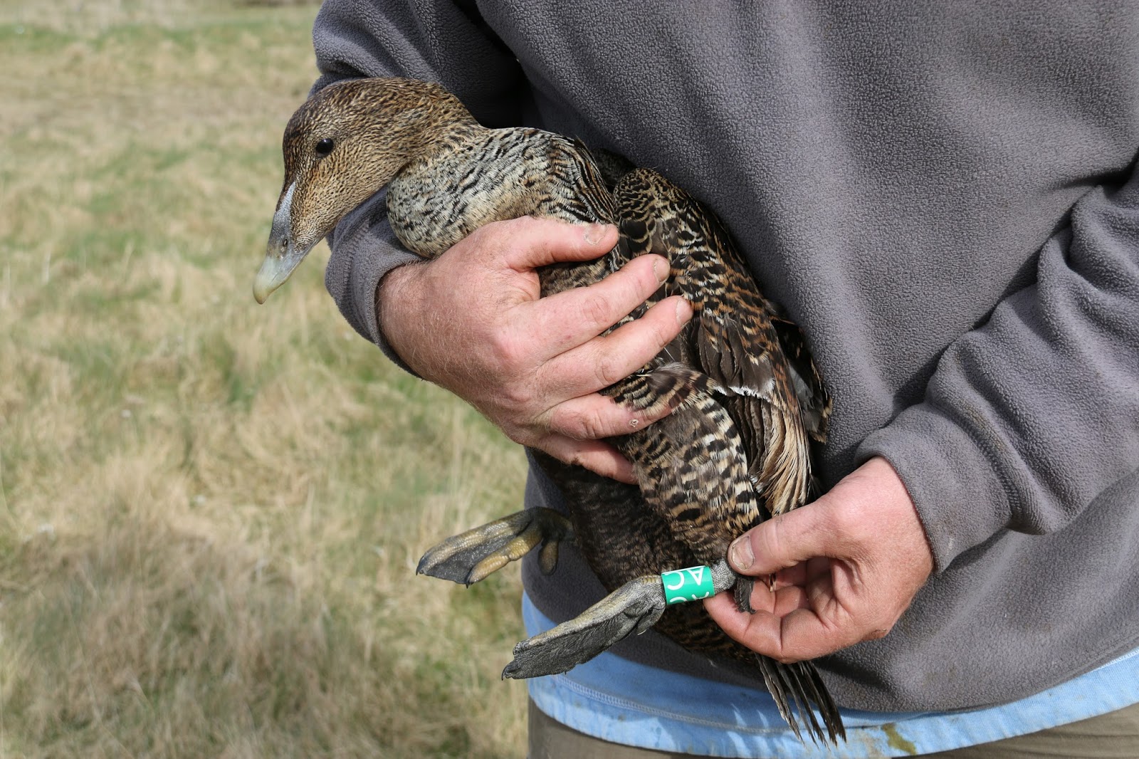 Grampian Ringing Group: New eider project on the Ythan