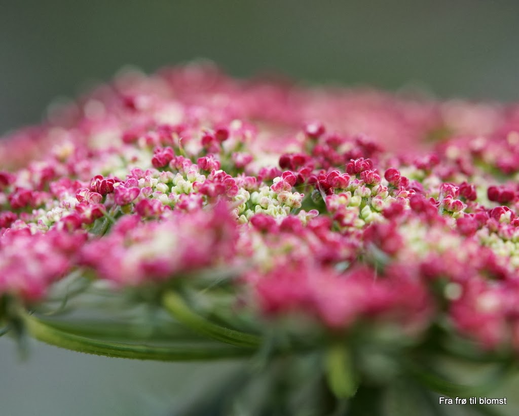 Fra frø til blomst: Vild gulerod Daucus Carota 'Dara'