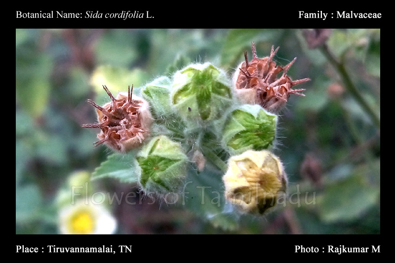 Sida cordifolia - Heart leaf Sida - Flowers of Tamilnadu