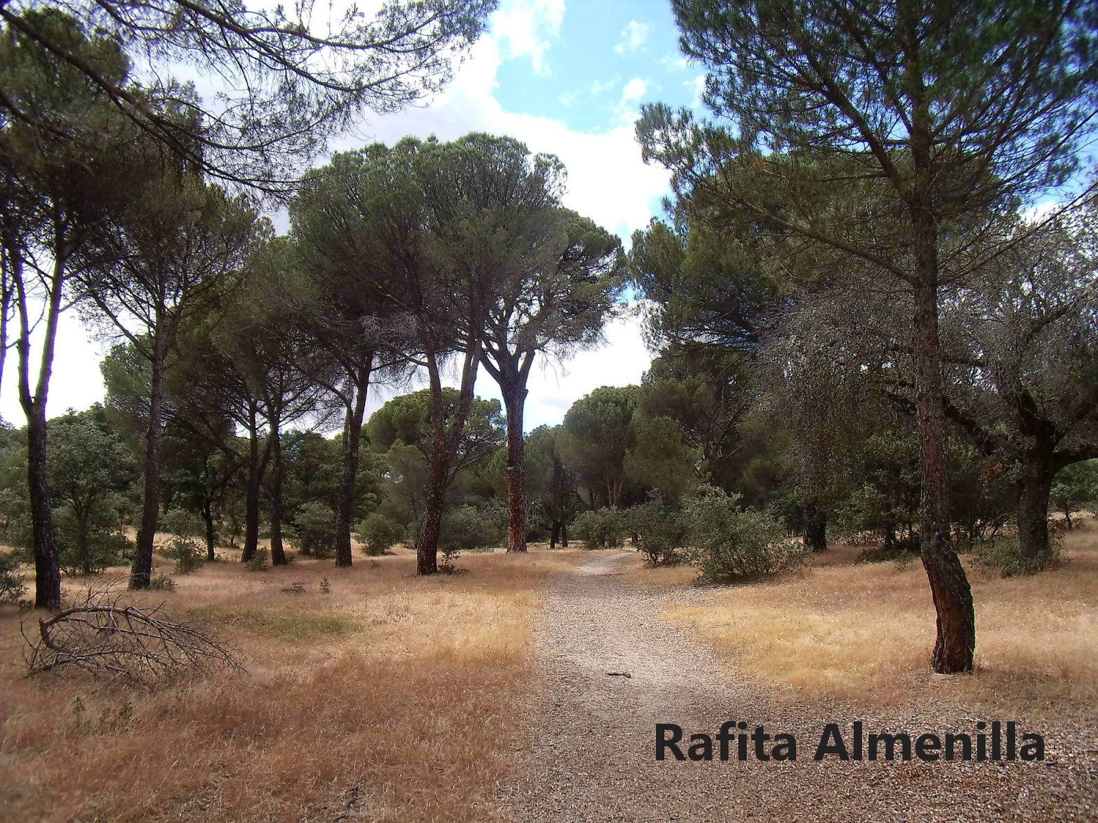 Descubriendo las aves de Madrid-Sur: RUTA POR EL MONTE DE BOADILLA Y ...