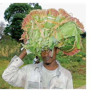 WORLD NEWS: A Miraa plant
