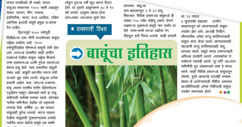 Mumbai Daily: Bamboo tree information in marathi