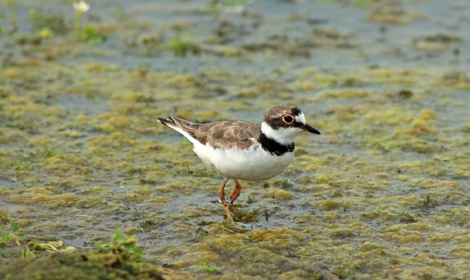 Steve's Birding And Wildlife Blog.: July 2013