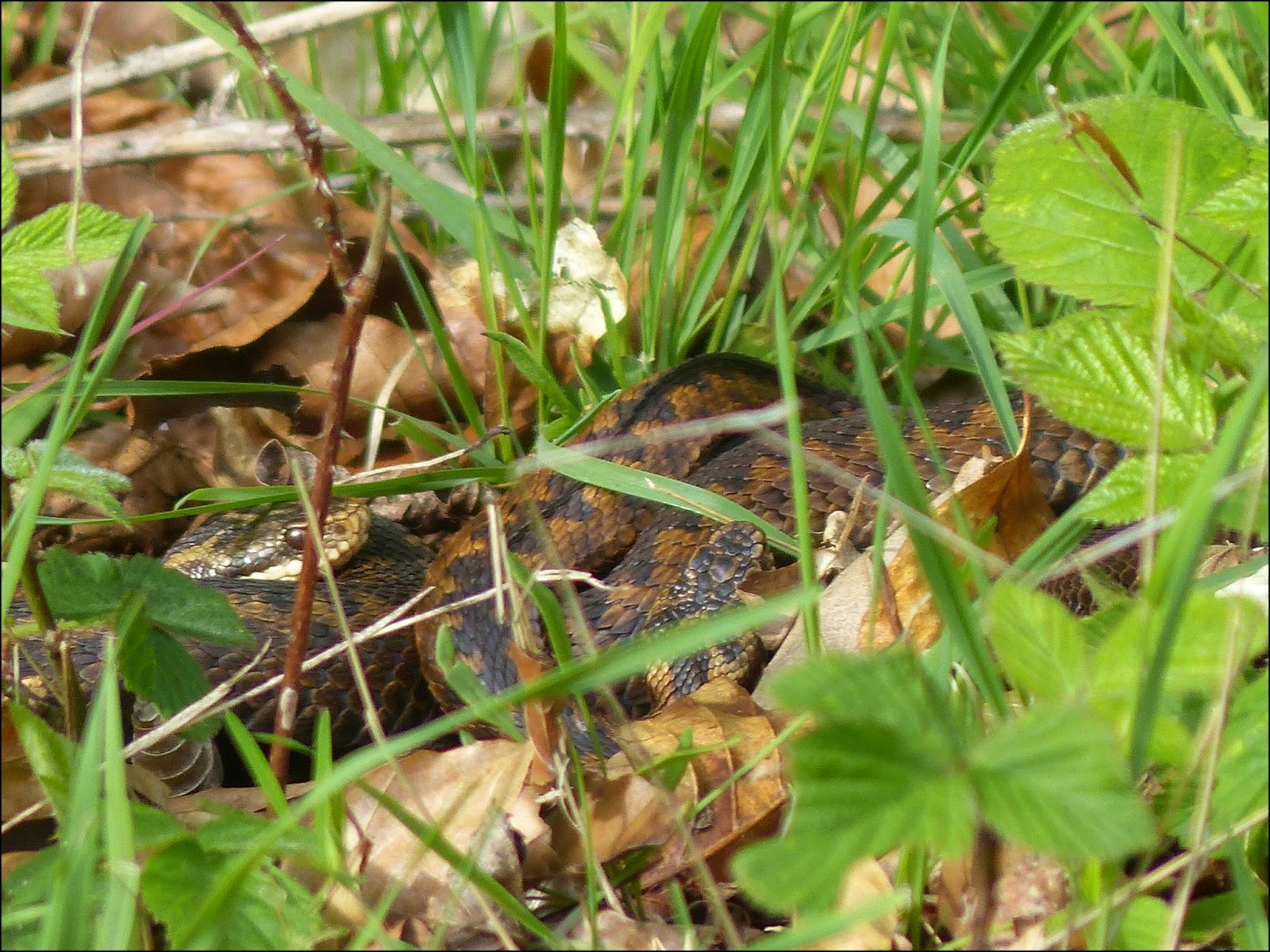 Wild and Wonderful: RSPB Minsmere - The Adder Trail