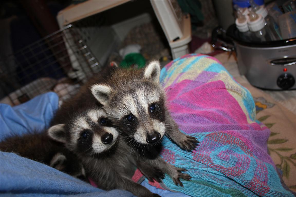 The Laughing Raccoon: It's raining raccoons!!