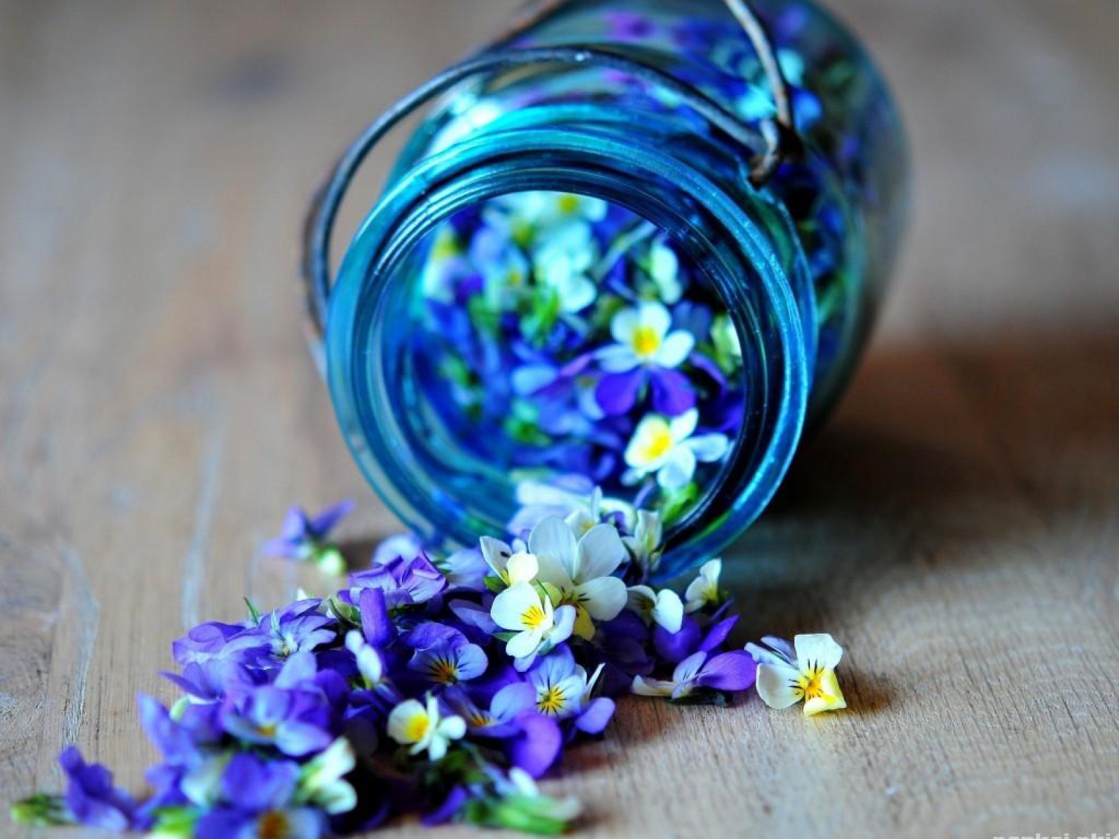 Yüksek Çözünürlüklü Güzel HD Resimler - Kaliteli HD Resimler | Rooteto