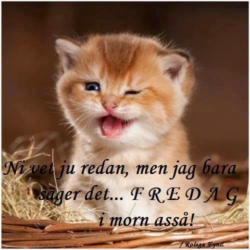 En kontorsråttas liv & leverne: Stuns i stegen men lite trött