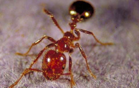 Fire ants have a dedicated venom-injecting sting