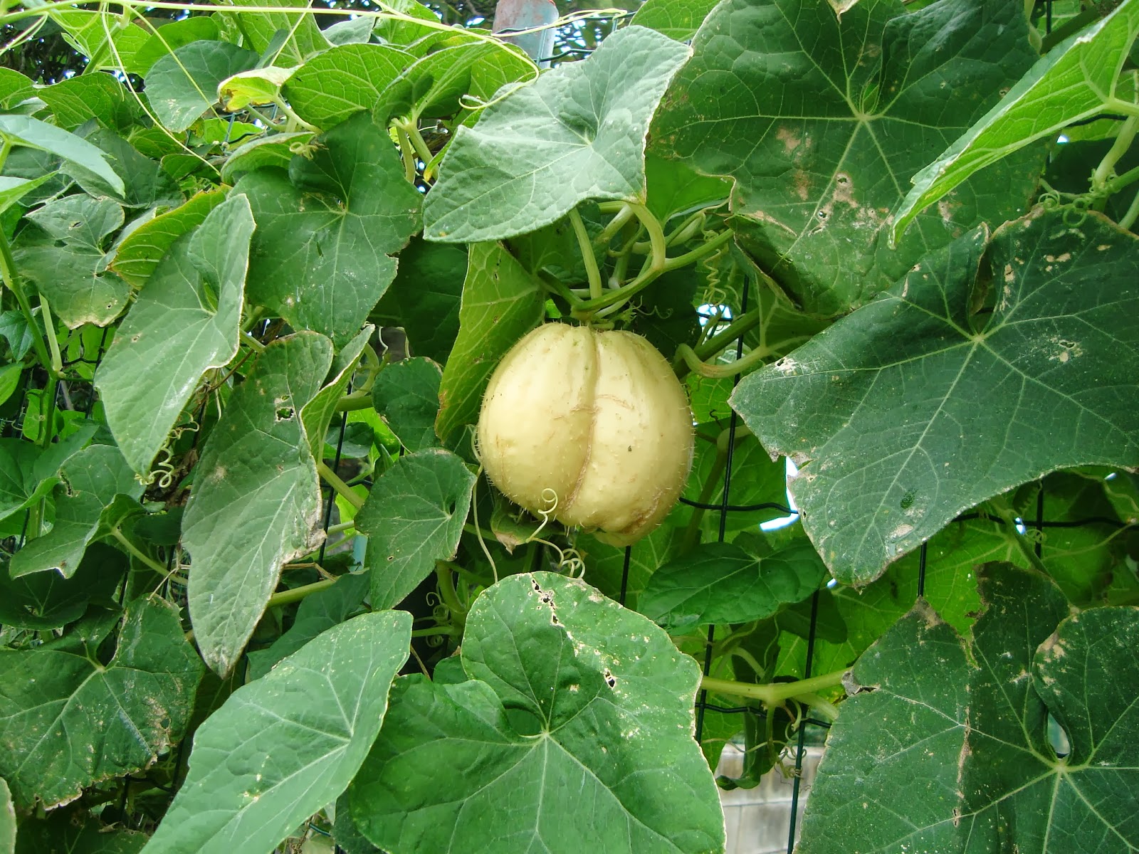 CHAYOTE ( Sechium edule ) - El Jardín de Elbe