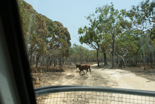 Nele & Andrew Around Oz: Bathurst Bay Campsite, Cape Melville National ...