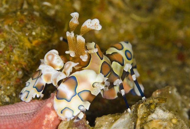 Gambar : Keindahan Haiwan Laut | Ini Blog Labi-Labi