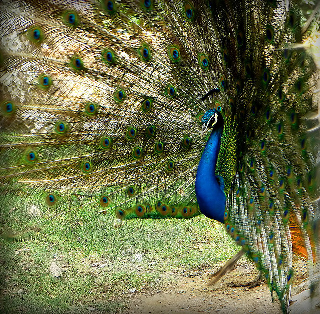 Animal Zoo Life: peacock,the peacock,peacocks birds,peacock uk,peacock ...