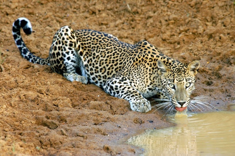 Elephant Reach Blog: The Sri Lankan Leopard