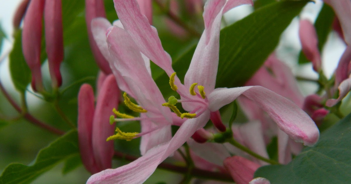 LA MULTI ANI, ROMANIA!: Caprifoi