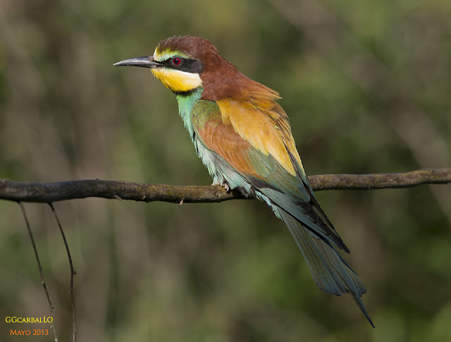 NATU-FOTO: ABEJARUCOS