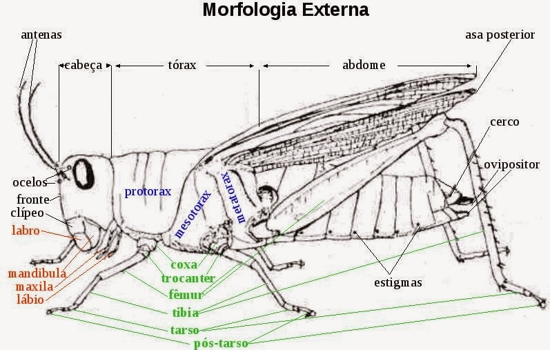 Morfologia dos insetos: Sinapomorfia de Hexapoda