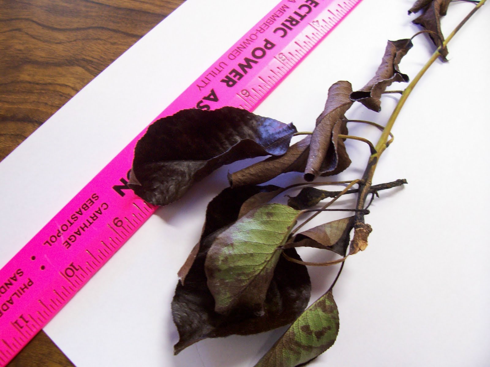 Gardening in Mississippi: Controlling Fire Blight