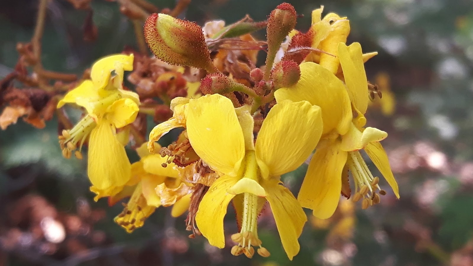 Fabaceae - Leguminosae no Brasil: Fabaceae - Cenostigma microphyllum ...