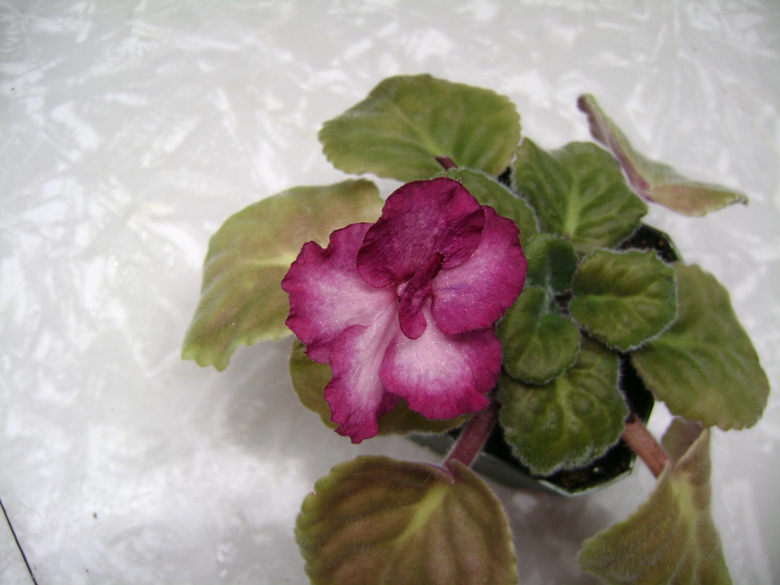 Houseplant Guru: African Violets