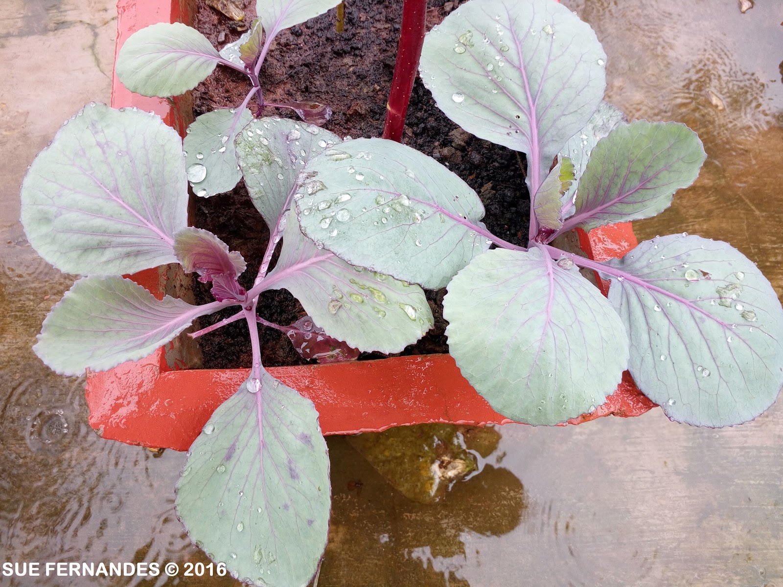 Plants Growing In My Potted Garden.: Growing Purple Cabbage From Seeds ...