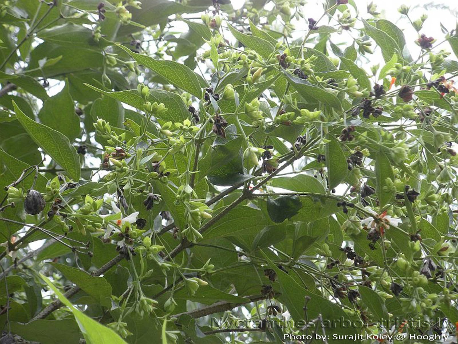 Medicinal Plants: Nyctanthes arbortristis parijatham Shiuli Prajakta ...