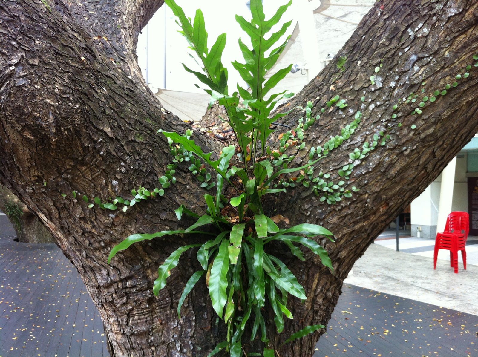 my G@Rdening frenzY: EPIPHYTIC FERNS