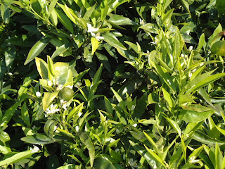 Pratos da Bela: Árvores de fruto entre outros II...