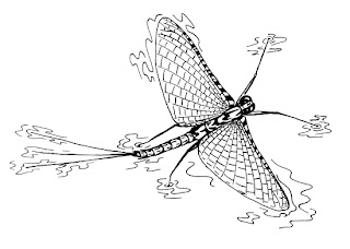 A Year On The Fly: Fly Friday - Illustrating The Mayfly Life Cycle