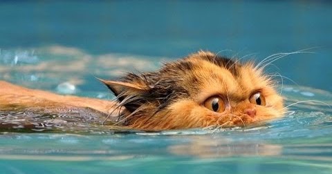 Story: Help or Not to Help? The Drowning Cat - Learn Something New