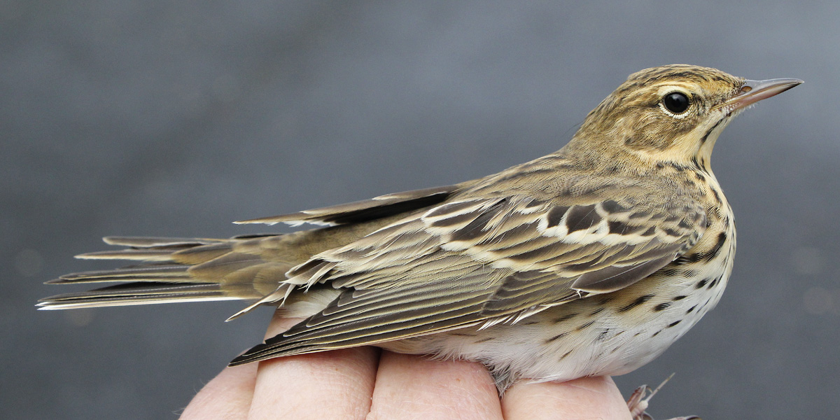 Another Bird Blog: Trepi Trio