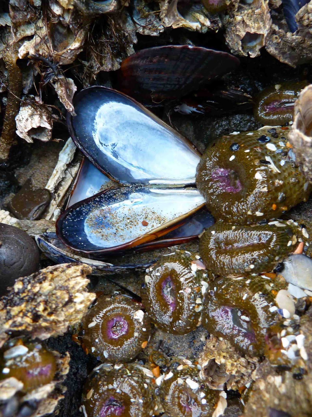 Boulderneigh: Ten reasons why I love the Oregon Coast