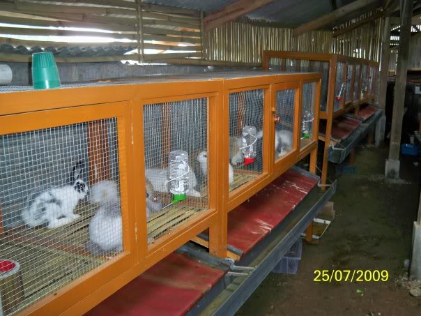 Cara Beternak Kelinci untuk pemula ~ Pendidikan itu penting