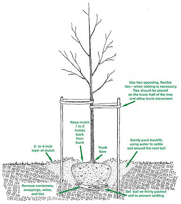 Whispering Hills Nursery Blog: Tree & Shrub Planting Tips